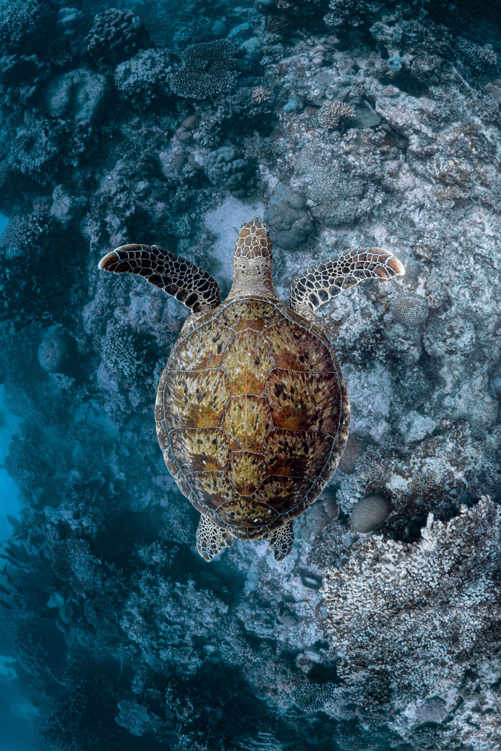 Why Green Sea Turtles Are Interesting and Where to Find Them