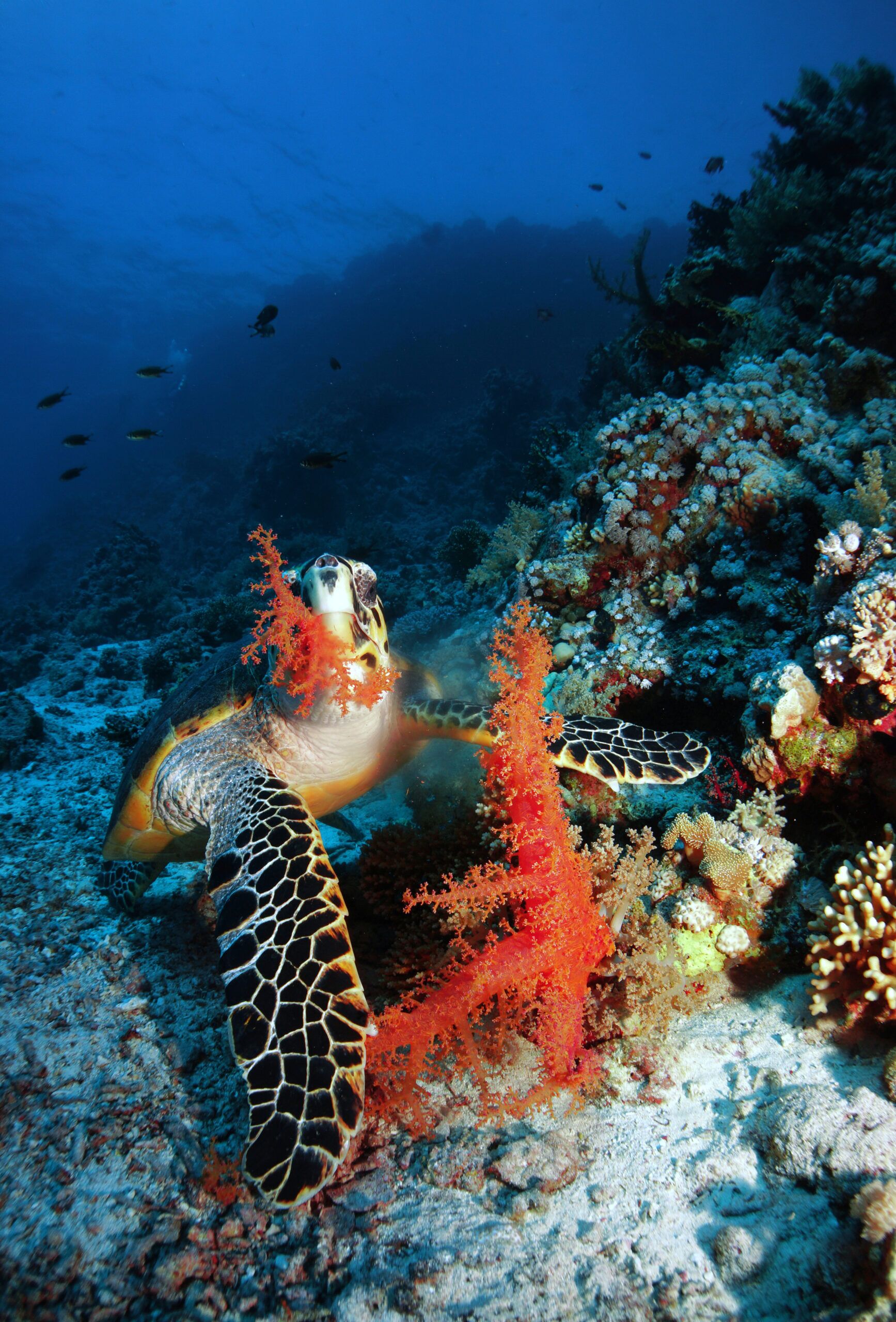 Why Hawksbill Turtles Are Interesting and Where to Find Them