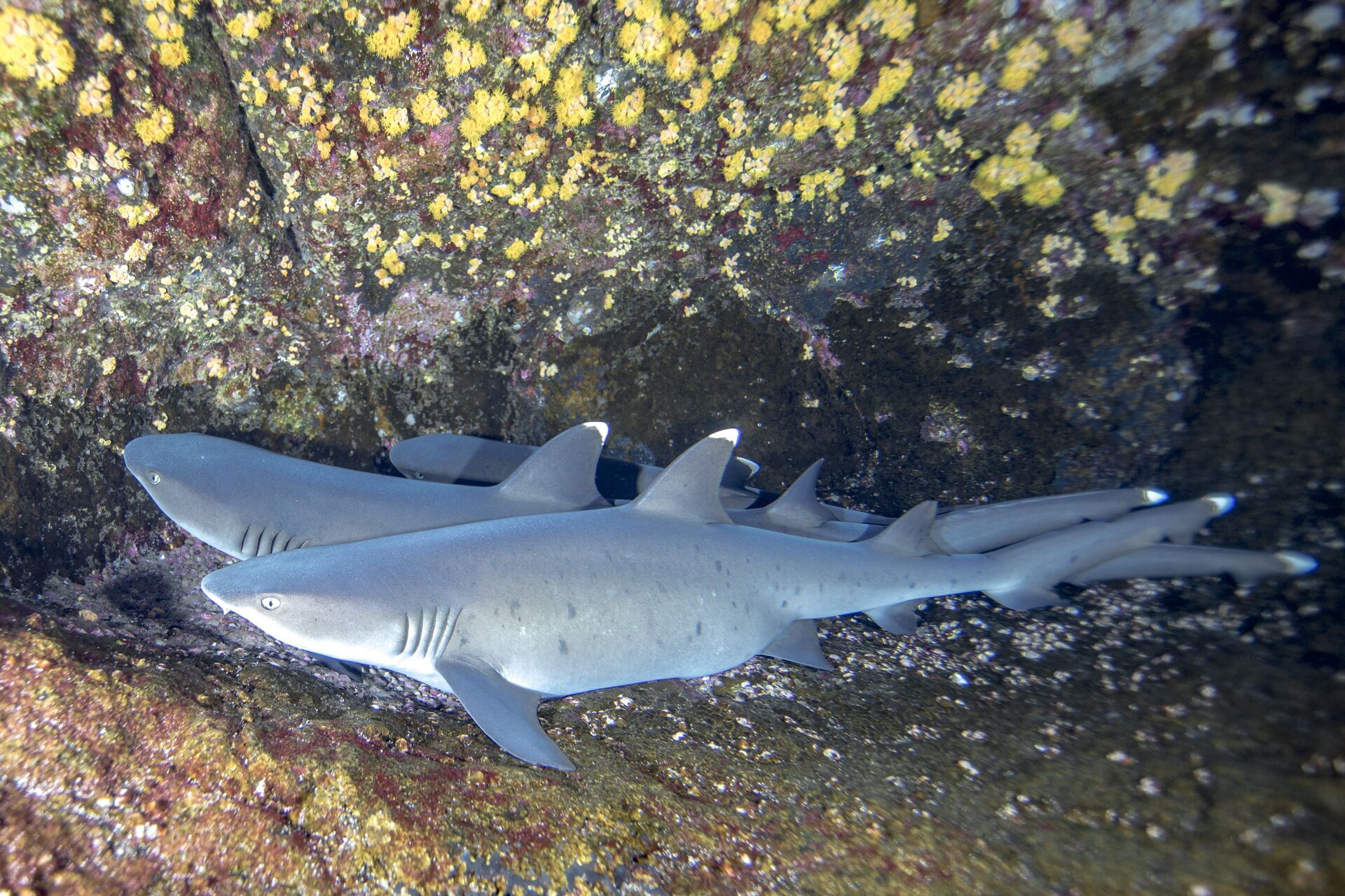 How to Recognise Whitetip Reef Sharks (Don't Worry, They're Chill)